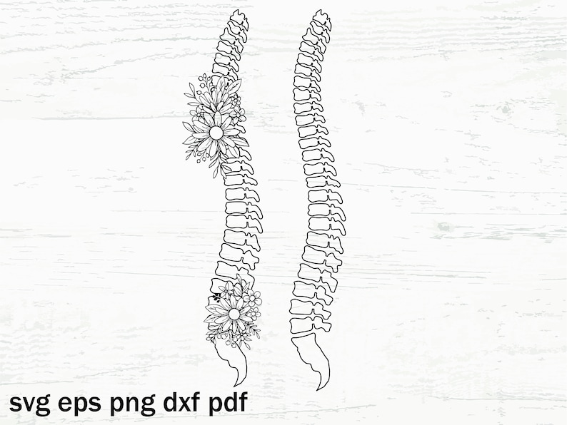 Floral Spine Anatomy SVG: Flower Bones Clip Art (digital Files) - Etsy