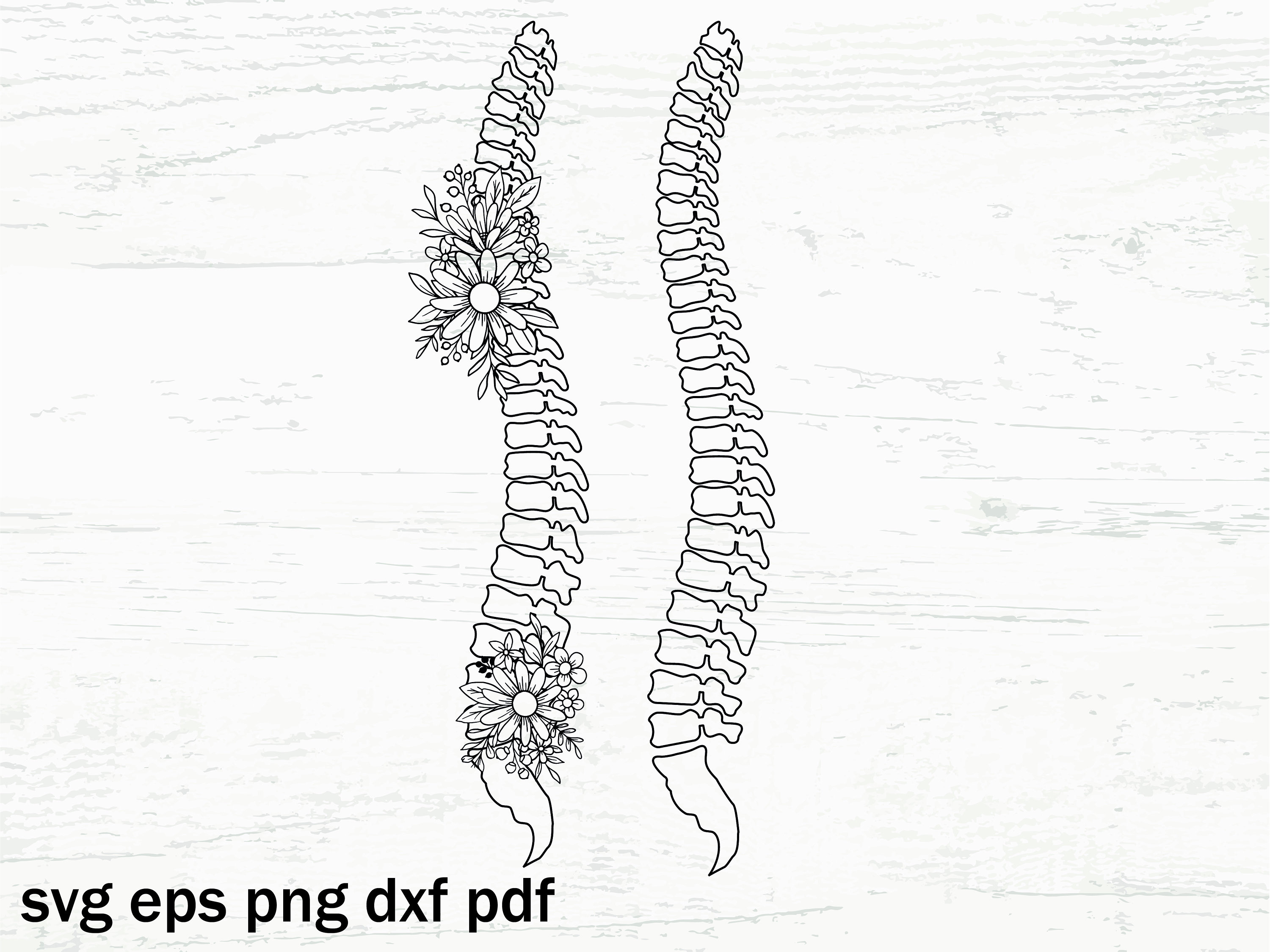 Floral Spine Anatomy SVG, Human Spine Svg, Spinal Cord Svg, Flower Bones Svg, Anatomy Png, Spine ...