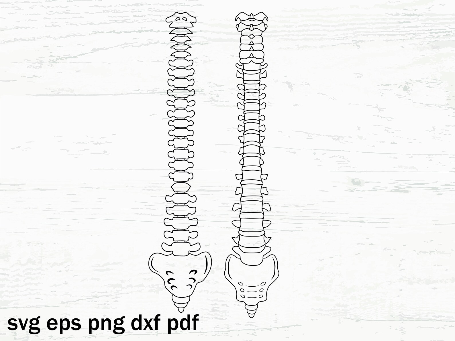 Floral Spine Anatomy SVG, Menschliche Wirbelsäule SVG, Rückenmark SVG, Flower Bones SVG ...