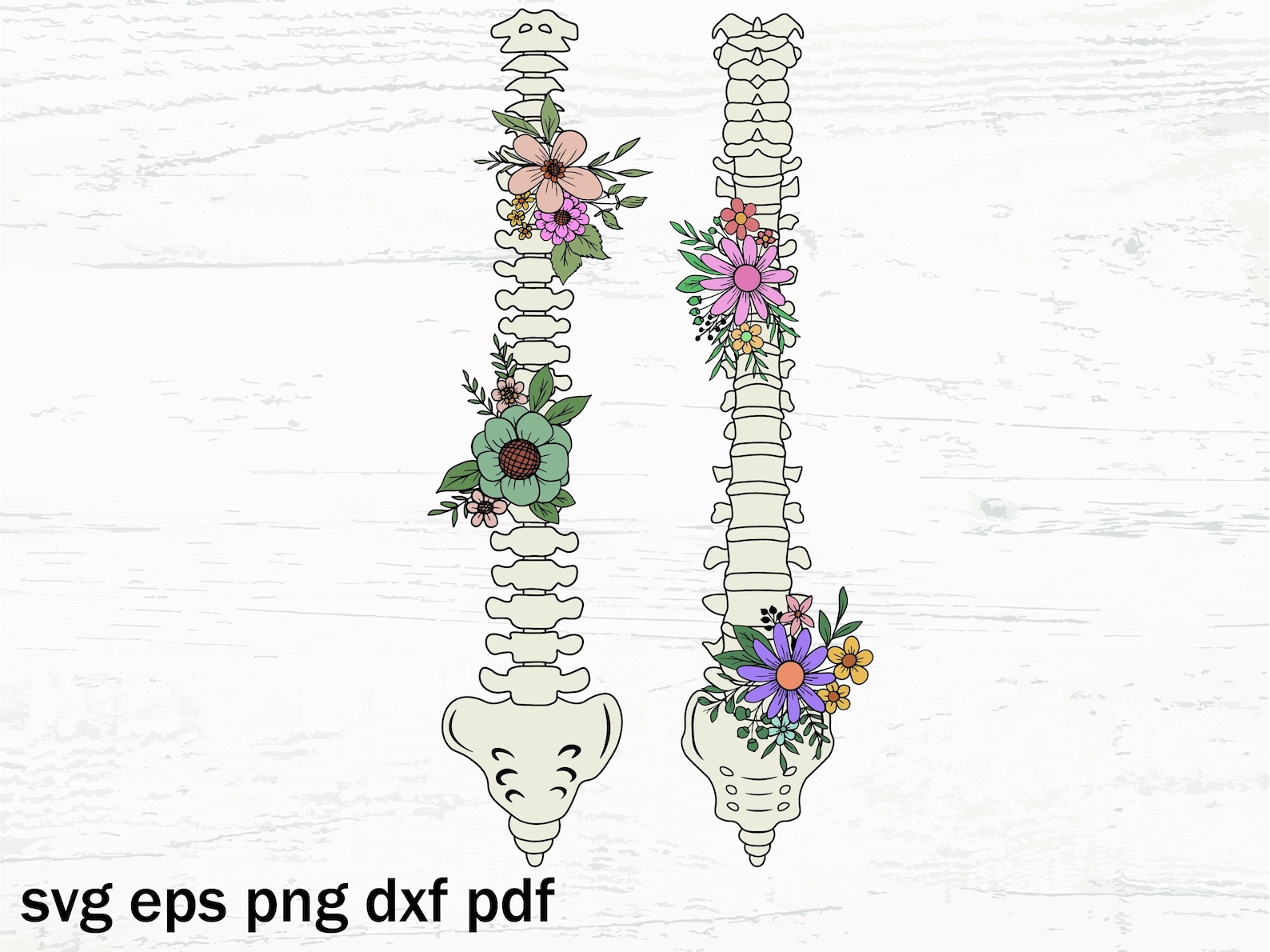 Floral Spine Anatomy SVG: Flower Bones Clip Art (digital Files) - Etsy