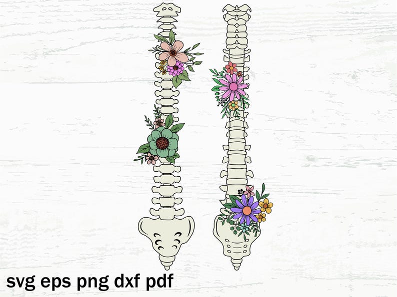 Floral Spine Anatomy SVG, Human Spine Svg, Spinal Cord Svg, Flower Bones Svg, Anatomy Png, Spine ...