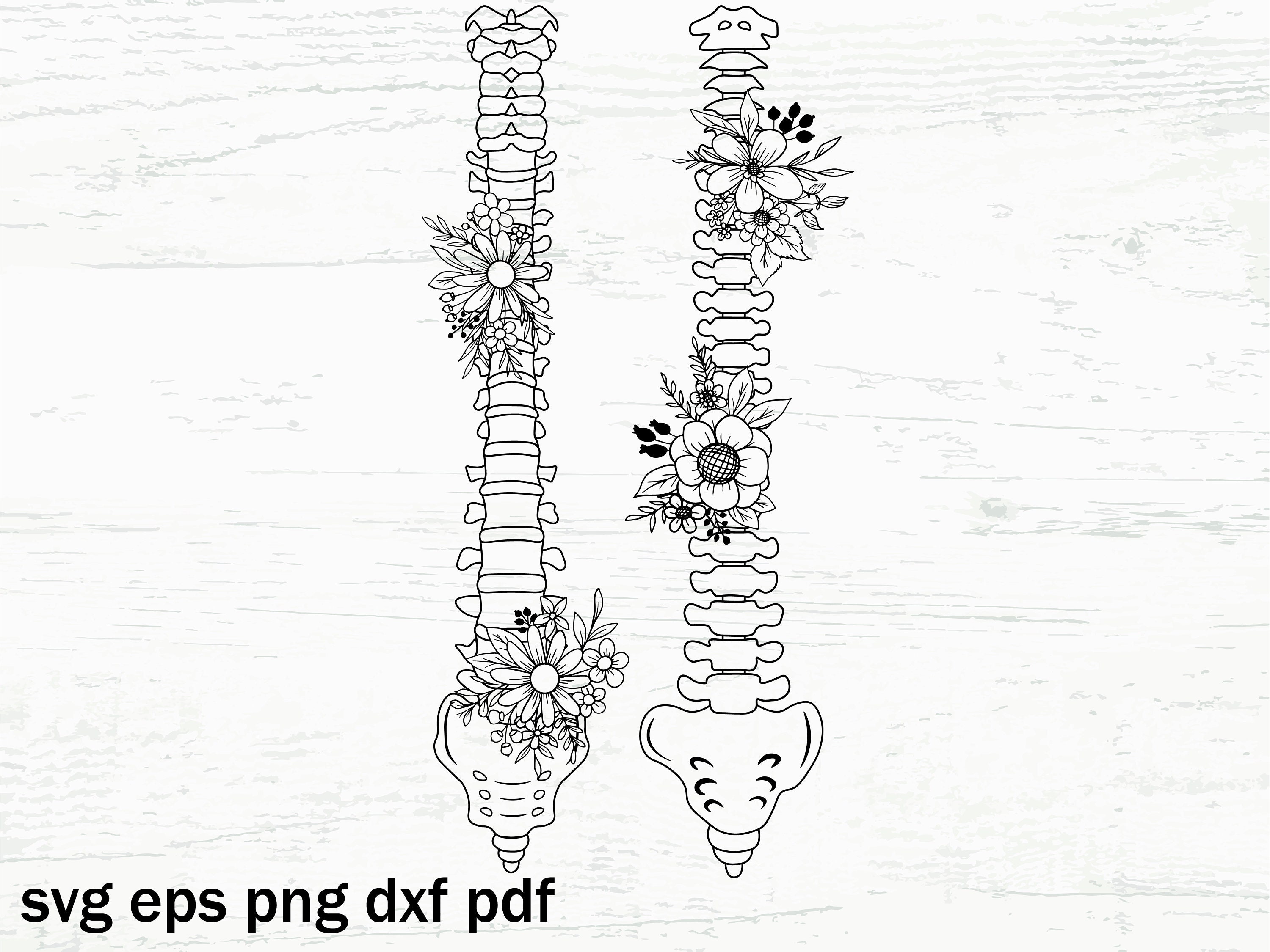 Floral Spine Anatomy SVG, Human Spine Svg, Spinal Cord Svg, Flower Bones Svg, Anatomy Png, Spine ...