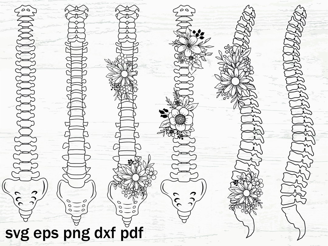 Floral Spine Anatomy SVG, Human Spine Svg, Spinal Cord Svg, Flower ...