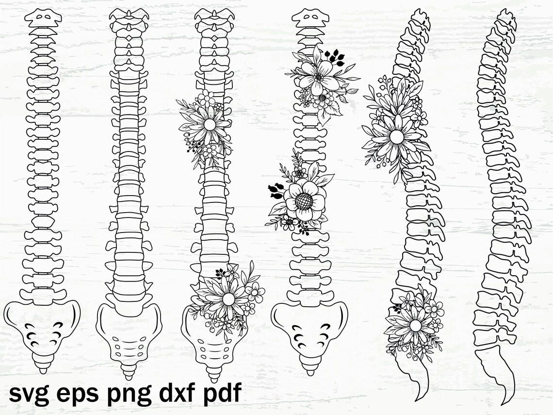 Floral Spine Anatomy SVG, Human Spine Svg, Spinal Cord Svg, Flower ...