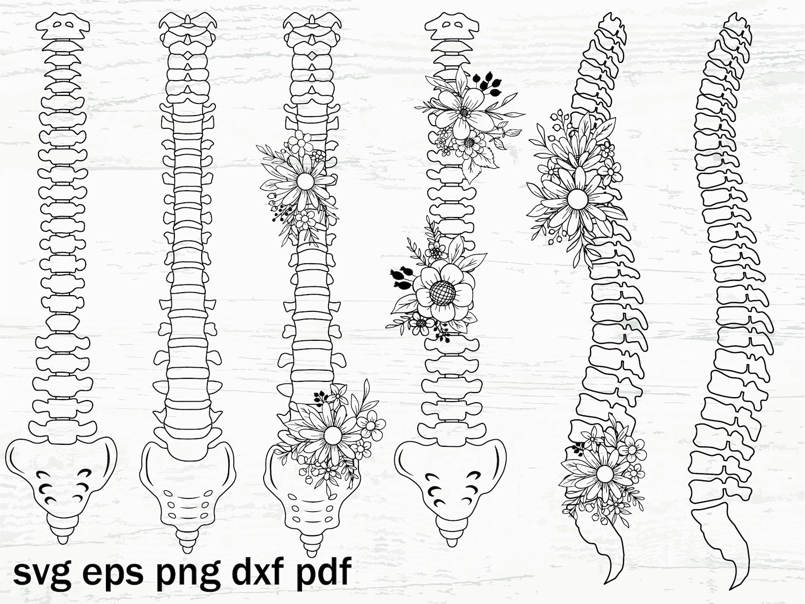Floral Spine Anatomy SVG, Human Spine Svg, Spinal Cord Svg, Flower ...