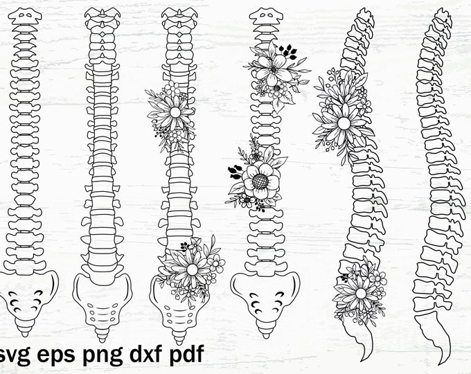 Spinal Cord Papercutting Template, Anatomical Template, Vinyl Template, Commercial Use Template ...