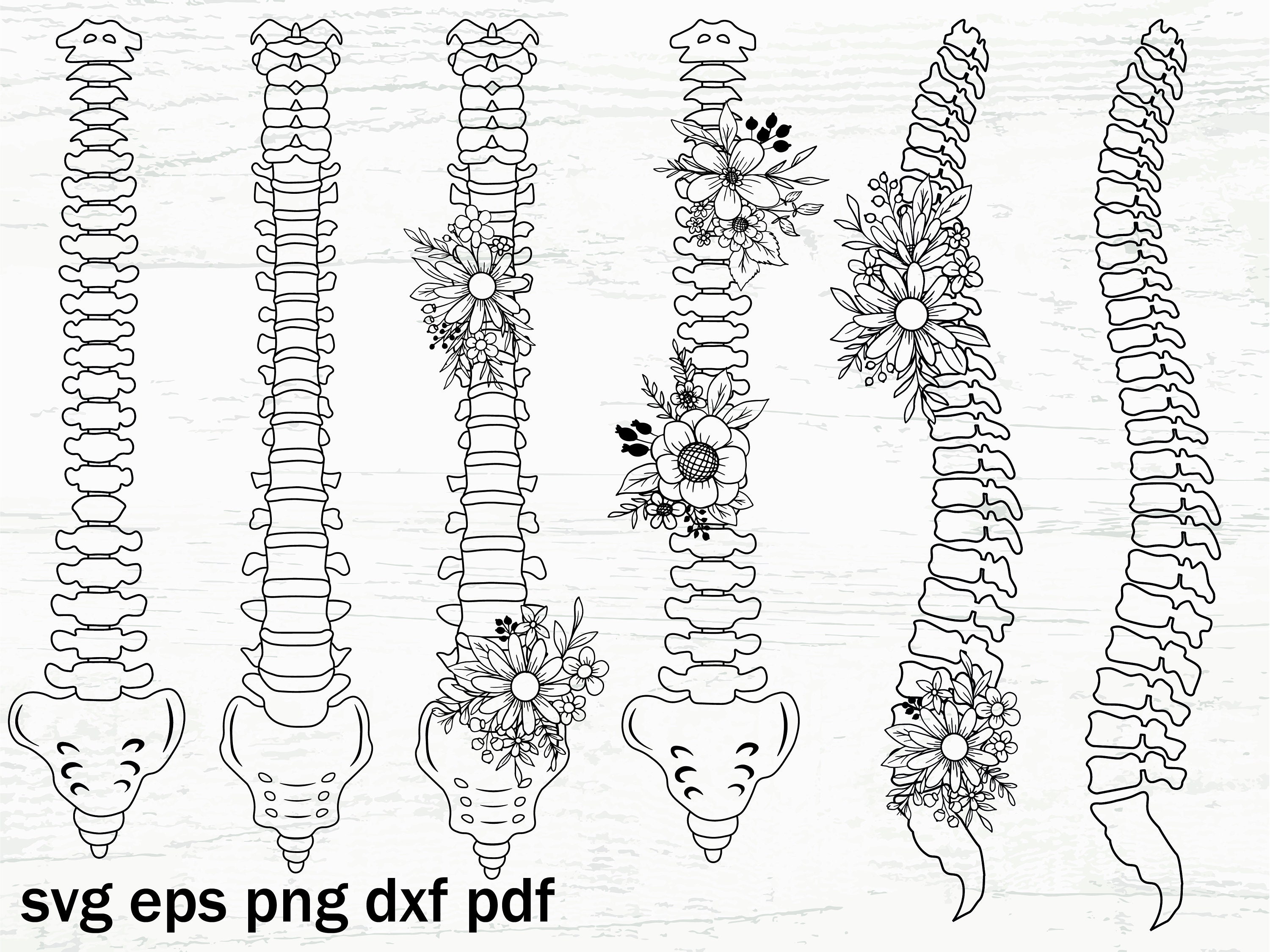Floral Spine Anatomy SVG, Human Spine Svg, Spinal Cord Svg, Flower Bones Svg, Anatomy Png, Spine ...