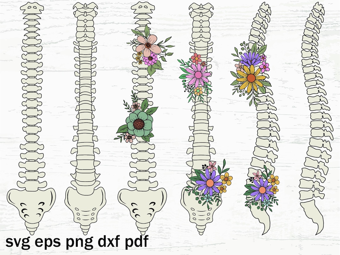 Floral Spine Anatomy SVG, Human Spine Svg, Spinal Cord Svg, Flower Bones Svg, Anatomy Png, Spine ...