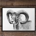 Original European Mouflon Graphite Drawing: Realistic Wildlife Portrait ...