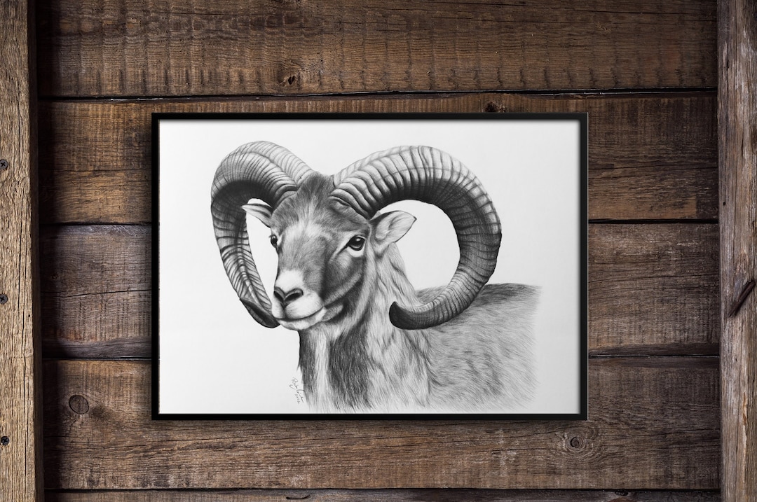 ORIGINAL European Muflon Art Muflon Drawing Wildlife Art Realistic Art ...