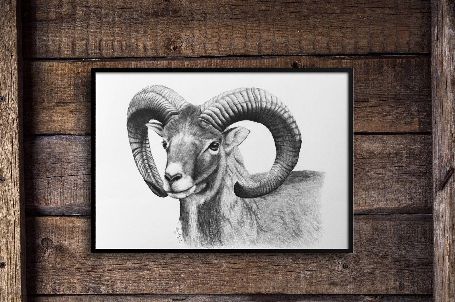 Original European Mouflon Graphite Drawing: Realistic Wildlife Portrait ...