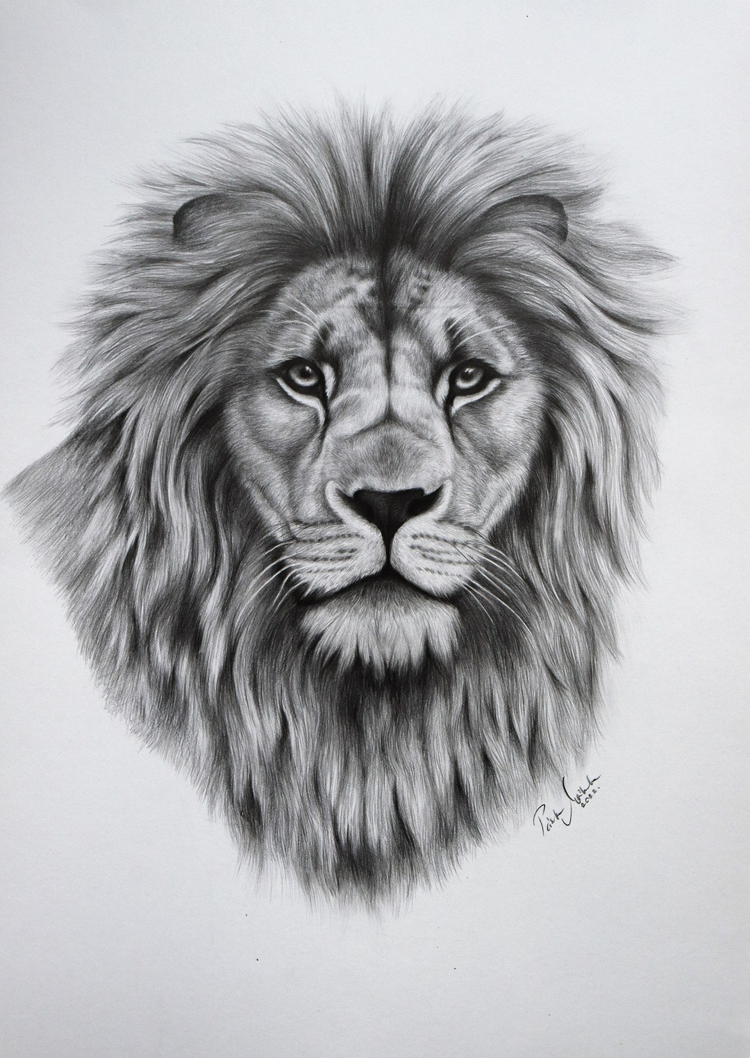 Original Lion Portrait Drawing - A3 Graphite Pencil Animal Art ...