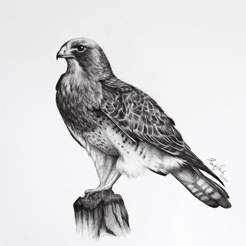 Bird Pencil Drawing - Etsy