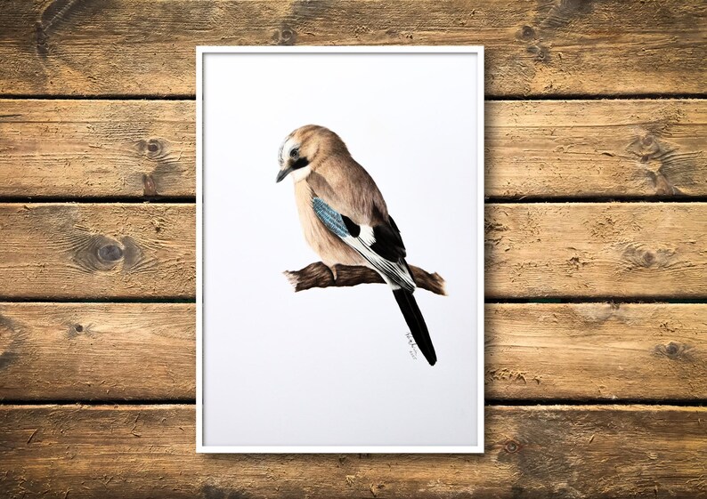 Realistic Jay Bird Drawing - Original Colored Pencil Artwork - Nature ...