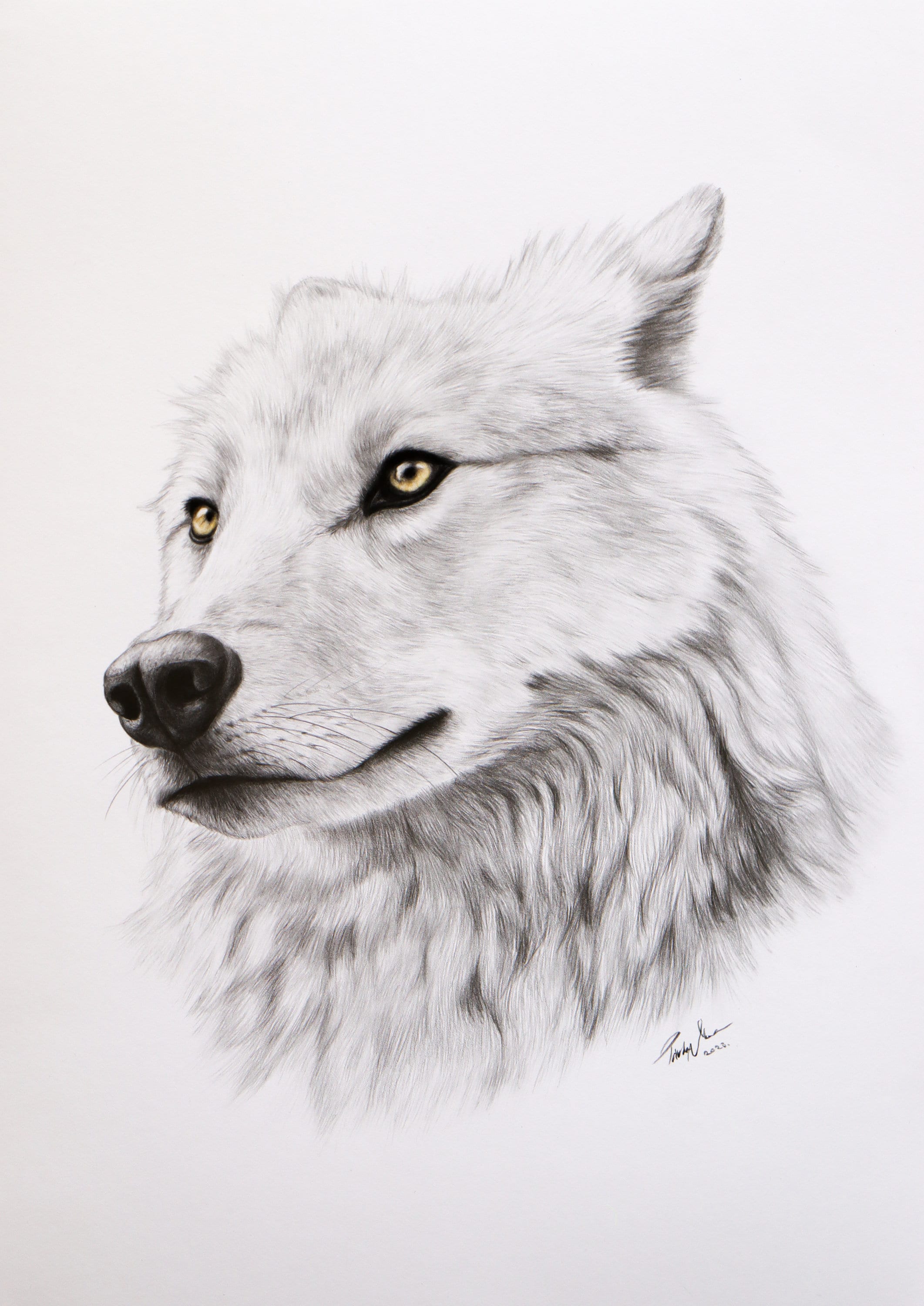 Handmade White Wolf Portrait: Realistic Graphite Pencil Drawing (A3) - Etsy