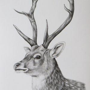 Custom Graphite Pencil Animal Portrait: Detailed Wildlife Art - Etsy