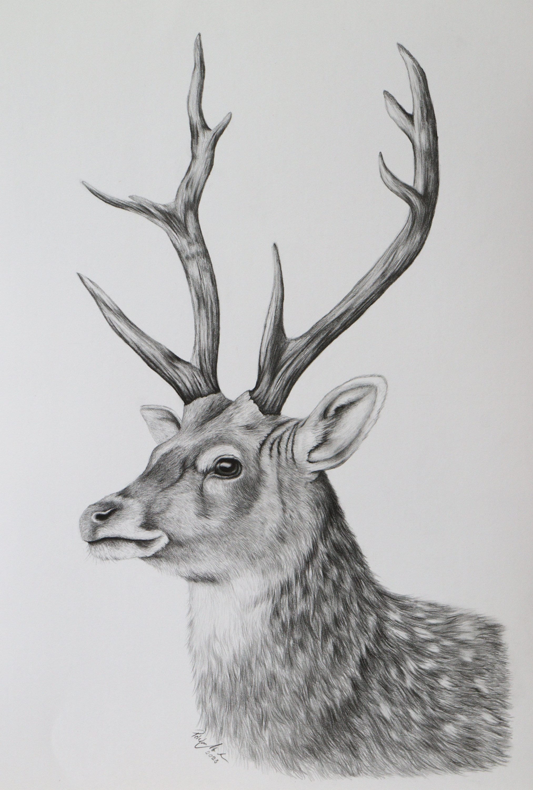 Custom Graphite Pencil Animal Portrait: Detailed Wildlife Art - Etsy