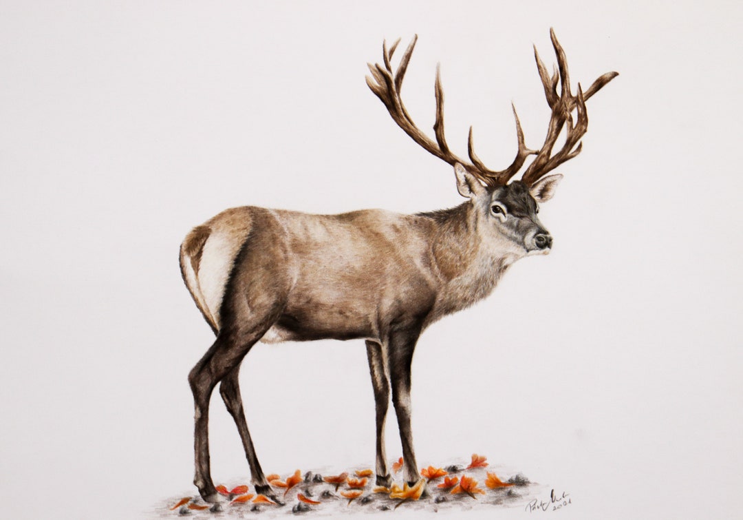 Original Red Deer Drawing: A4 Size Polychromos Colored Pencil Wildlife ...