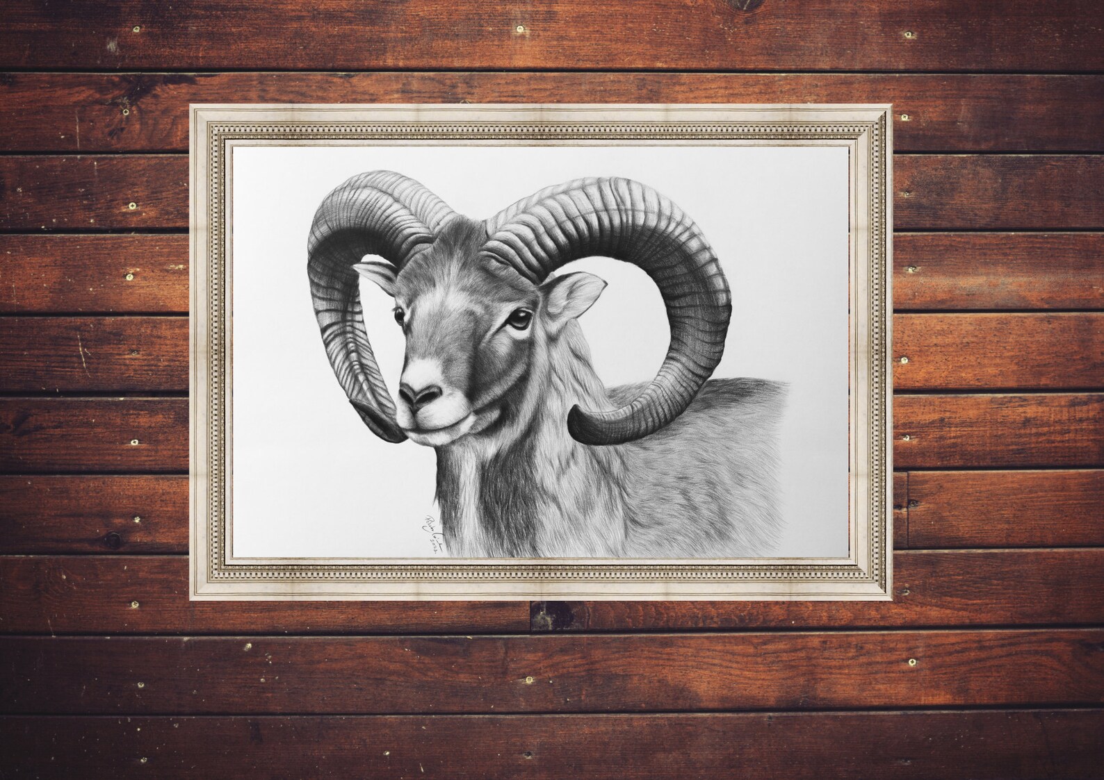 Original European Mouflon Graphite Drawing: Realistic Wildlife Portrait ...