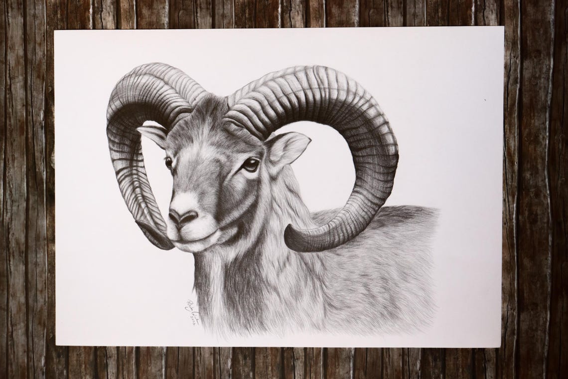 Original European Mouflon Graphite Drawing: Realistic Wildlife Portrait ...