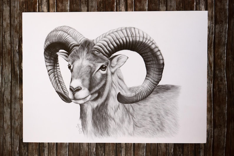 Original European Mouflon Graphite Drawing: Realistic Wildlife Portrait ...