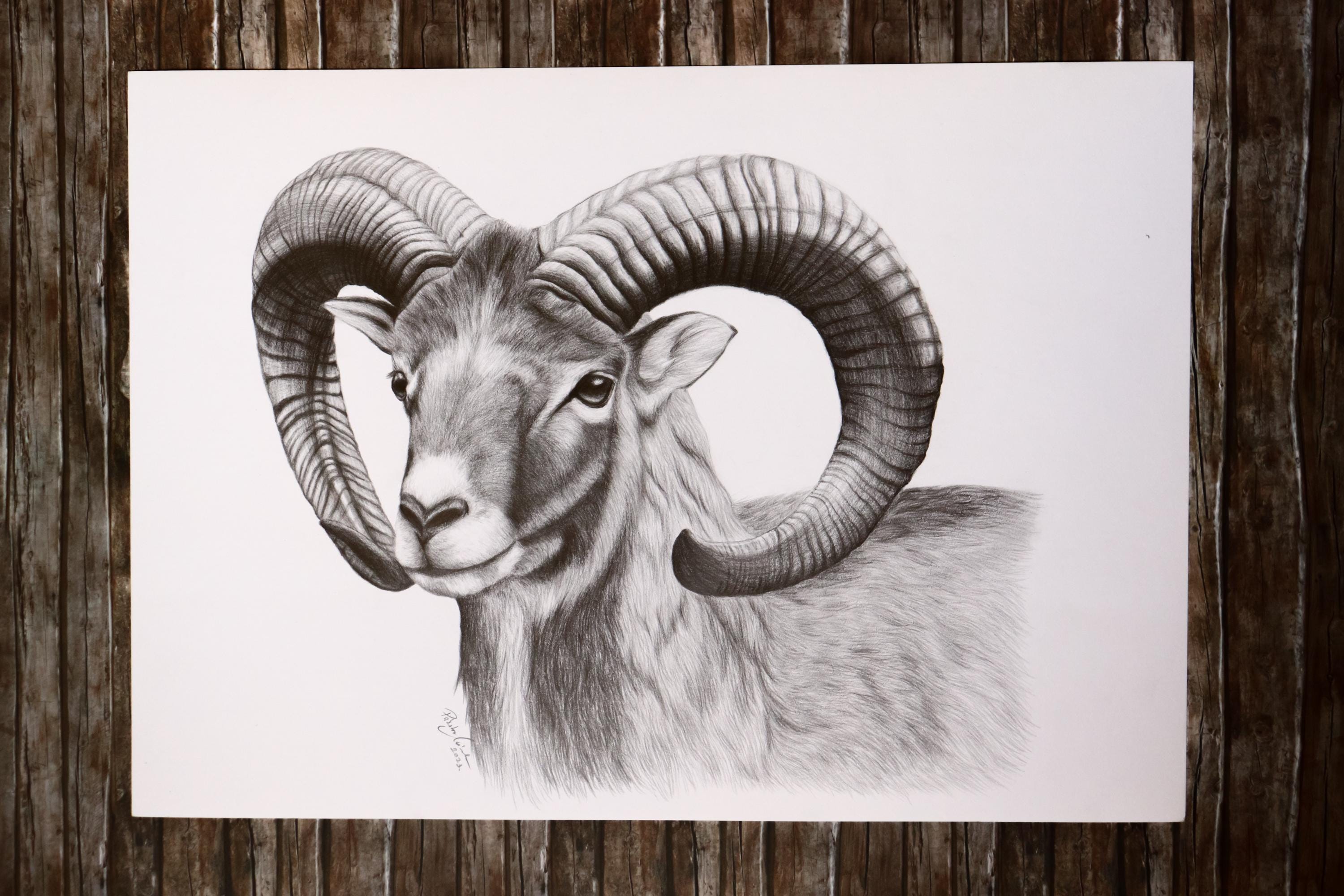 Original European Mouflon Graphite Drawing: Realistic Wildlife Portrait ...