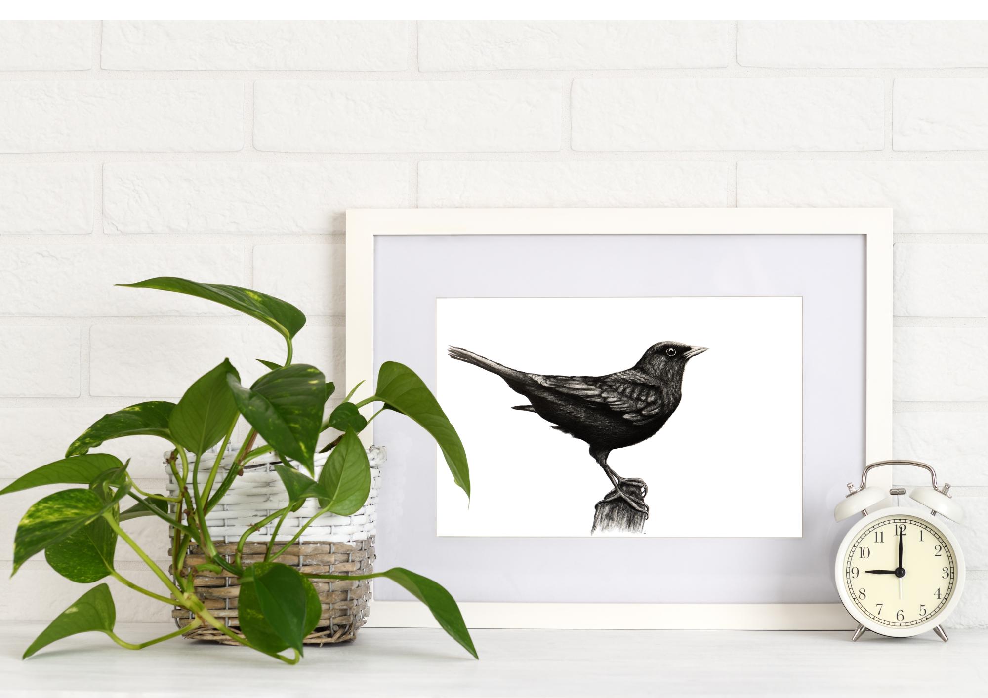 Bird Art Pencil Drawing Fine Art Graphite Common Blackbird Realistic ...