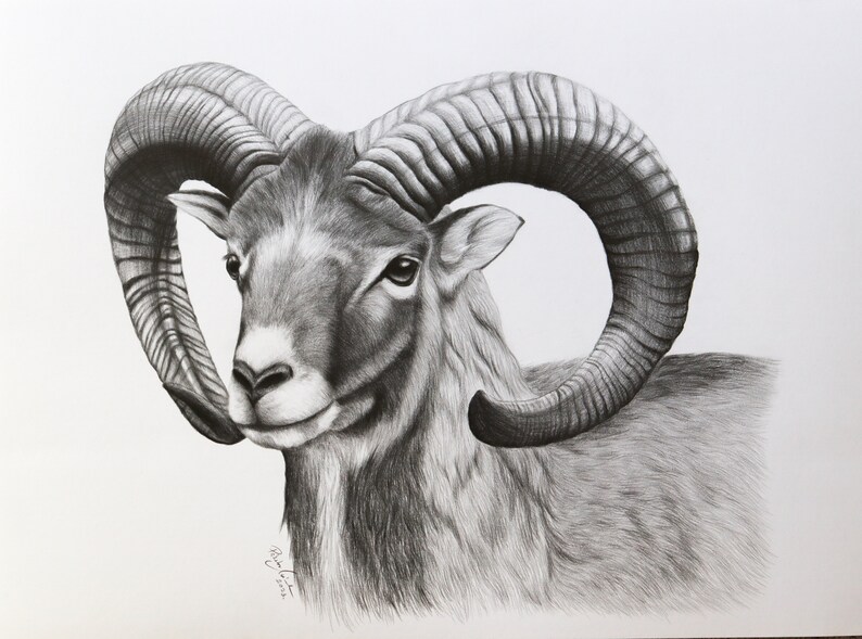 Original European Mouflon Graphite Drawing: Realistic Wildlife Portrait ...
