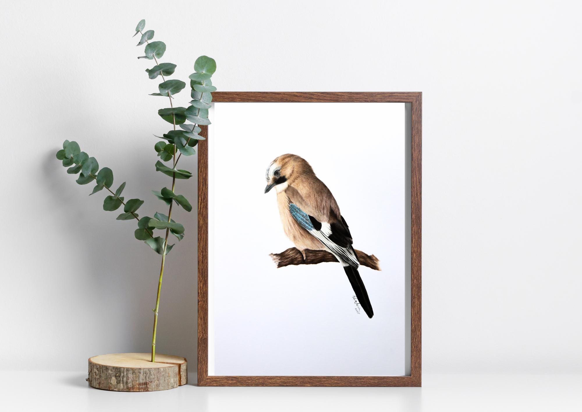 Realistic Jay Bird Drawing - Original Colored Pencil Artwork - Nature ...