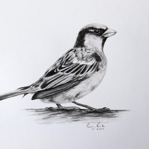 Sparrow Graphite Pencil Drawing - Realistic Bird Drawing - Gift for ...