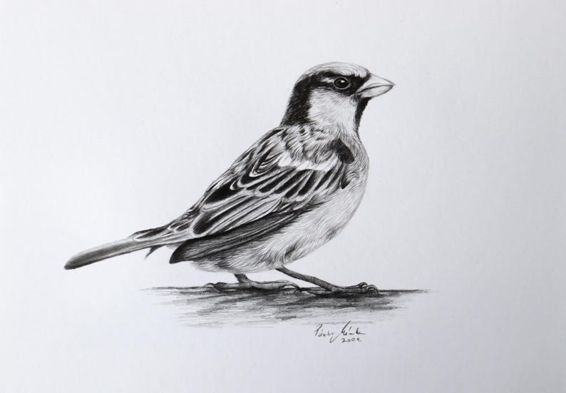 Sparrow Graphite Pencil Drawing - Realistic Bird Drawing - Gift for ...