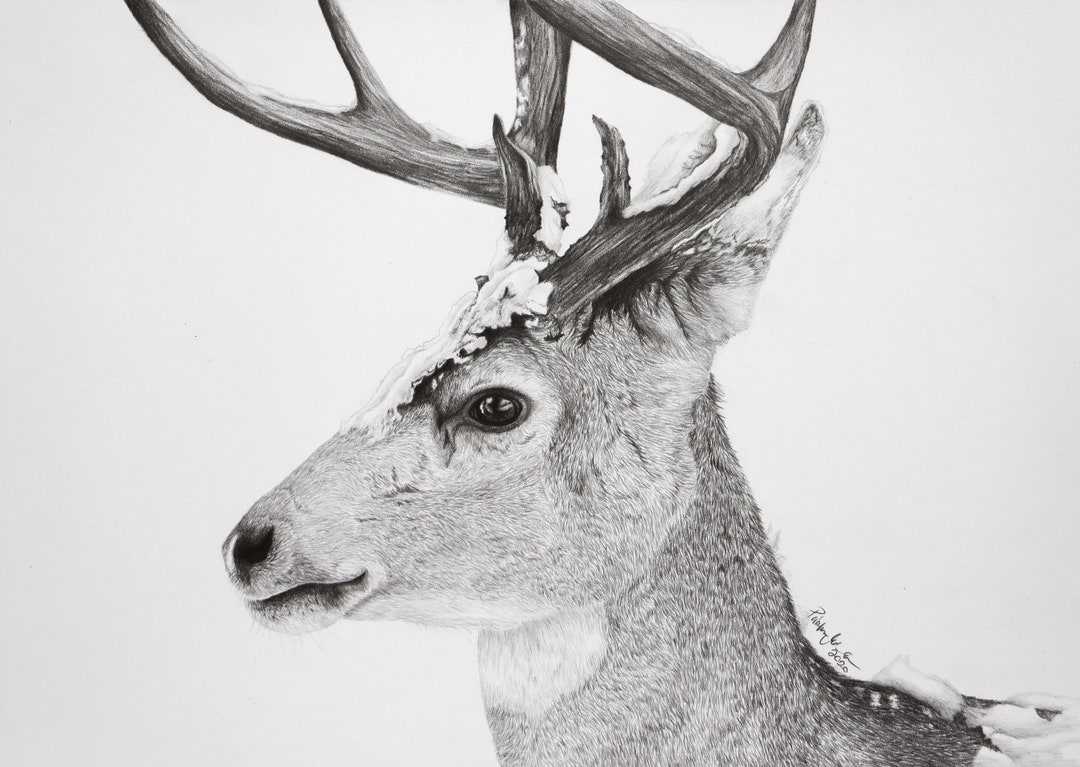 ORIGINAL Deer Portrait Art, Realistic Wildlife Wall Decoration, Fine ...