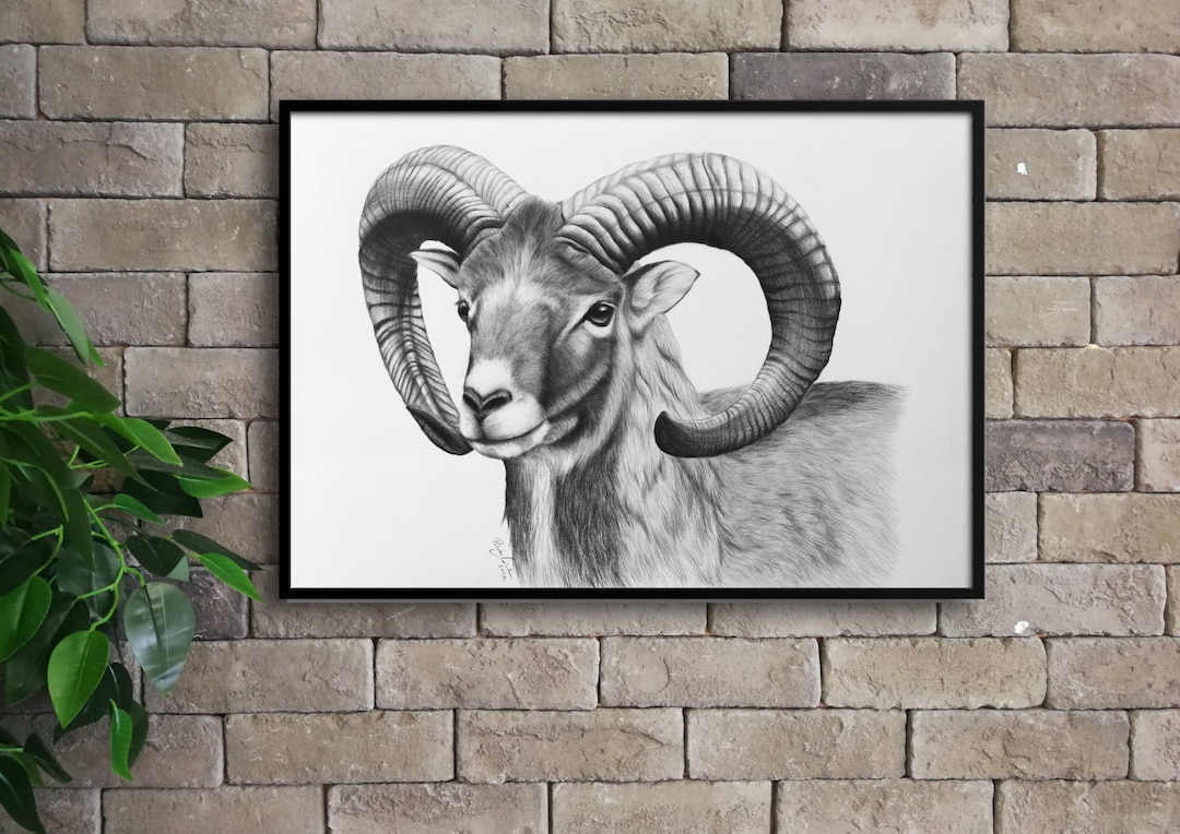 European Mouflon Drawing, Art Print, Mouflon Wildlife Art, Realistic ...