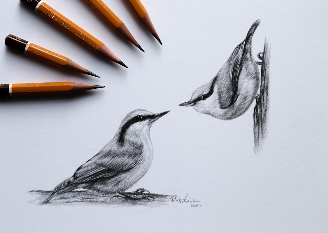 Bird Art Drawing Fine Art Graphite Nuthatches Drawing Realistic Art ...