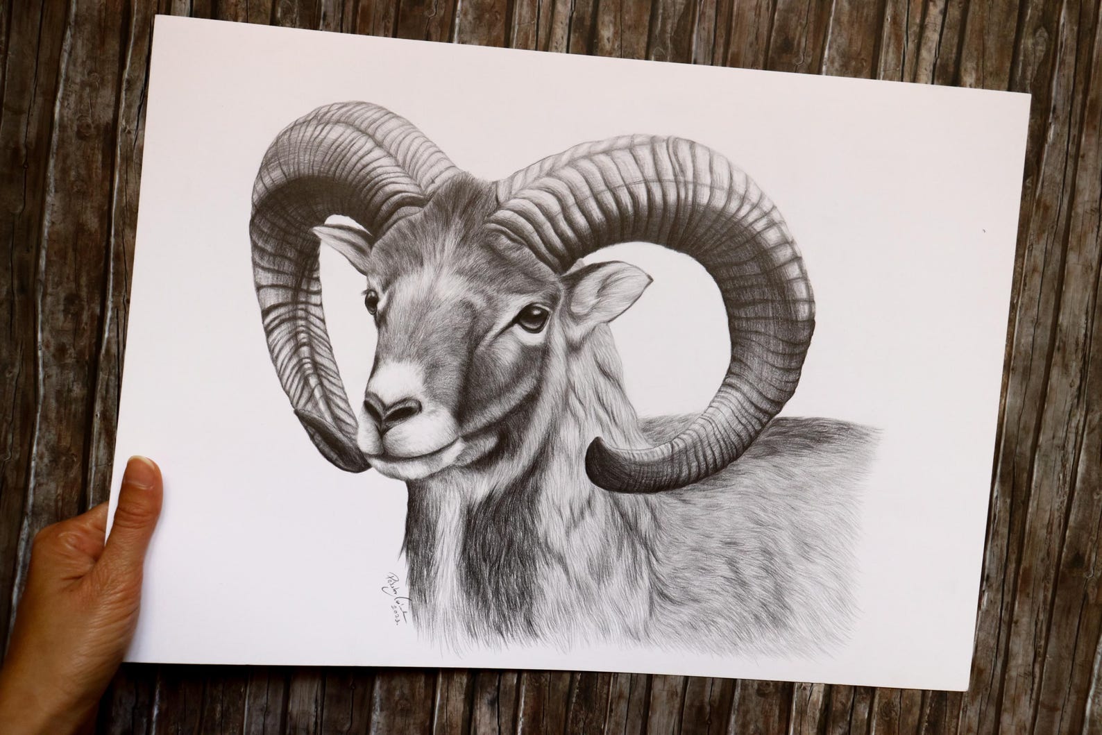 Original European Mouflon Graphite Drawing: Realistic Wildlife Portrait ...