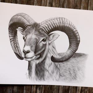 Original European Mouflon Graphite Drawing: Realistic Wildlife Portrait ...