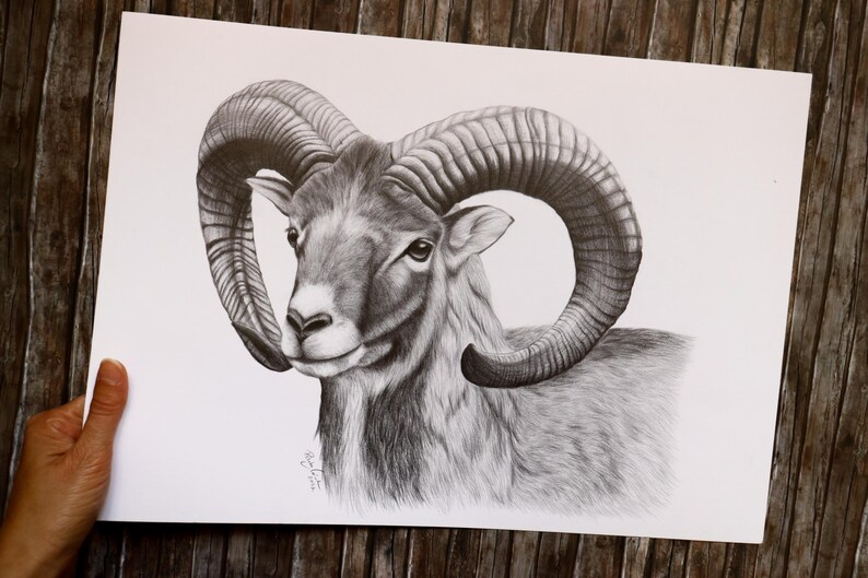 Original European Mouflon Graphite Drawing: Realistic Wildlife Portrait ...
