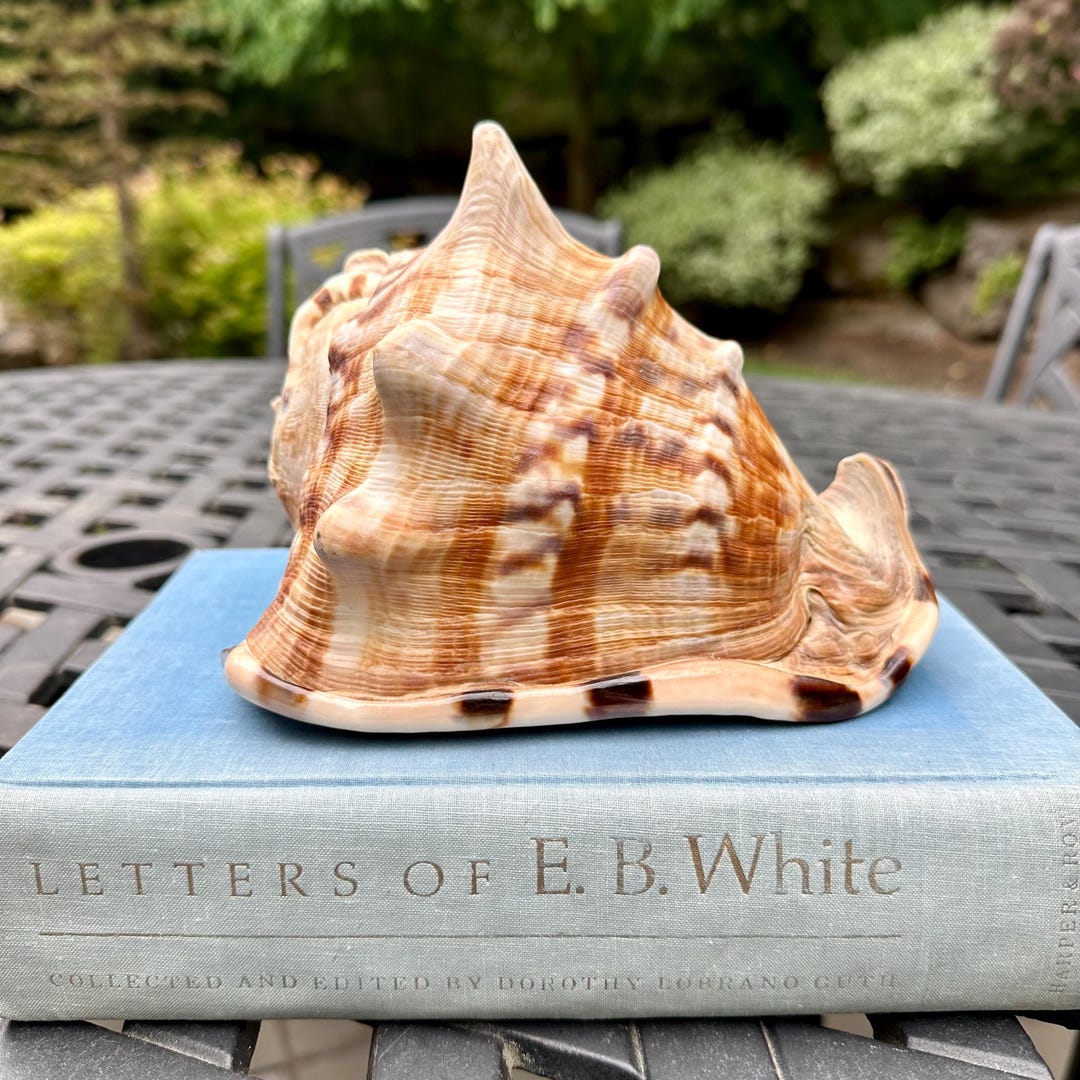 King Helmet Conch Seashell: Cassis Tuberosa, Coastal Decor, Seashell ...