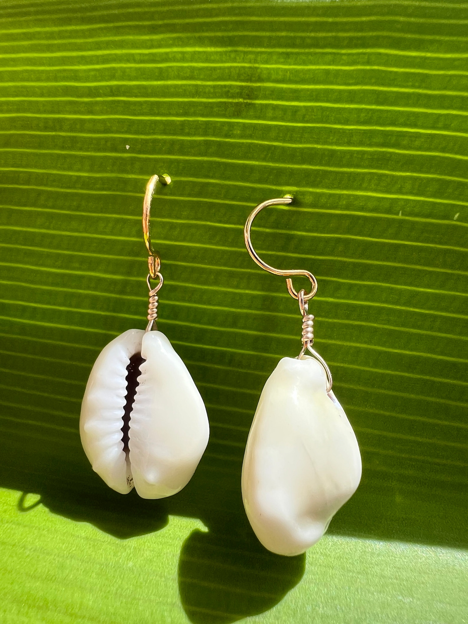 Gold Filled Hawaiian Cowrie Shell Earrings - Etsy