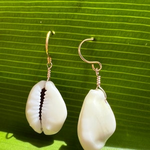 Gold Filled Hawaiian Cowrie Shell Earrings - Etsy