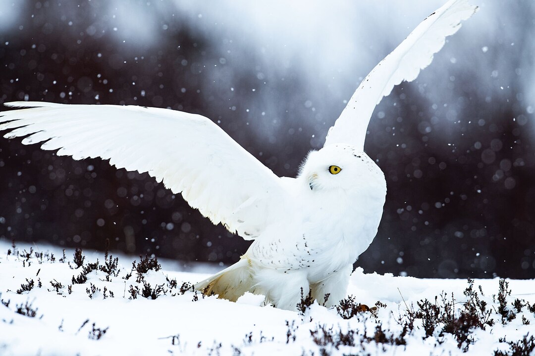 Snowy Owl in the Snow - Fine Art Photo Print - Etsy