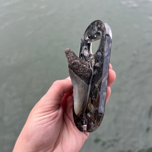 Megalodon Shark Tooth Bottle Opener - Etsy