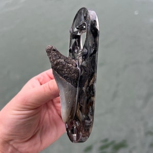 Megalodon Shark Tooth Bottle Opener - Etsy