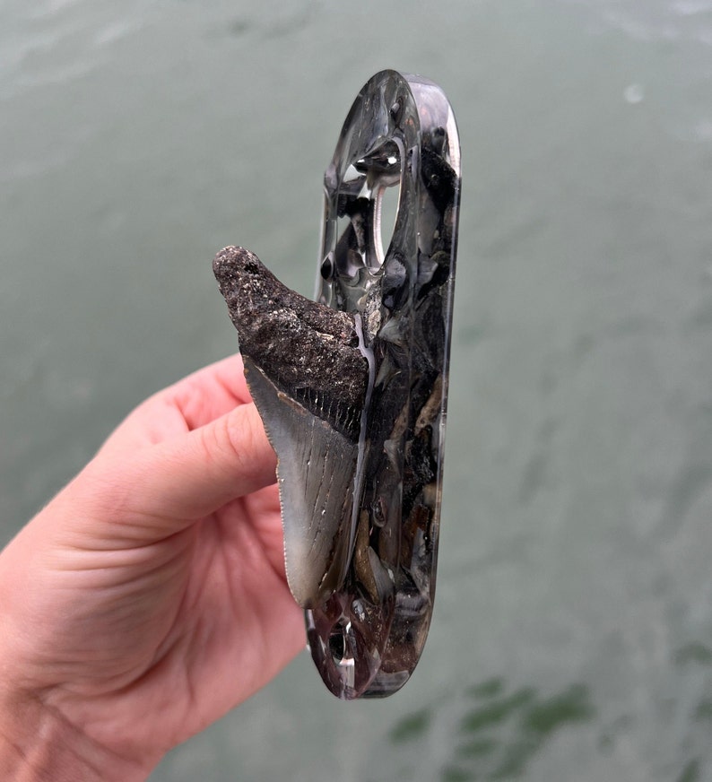 Megalodon Shark Tooth Bottle Opener - Etsy