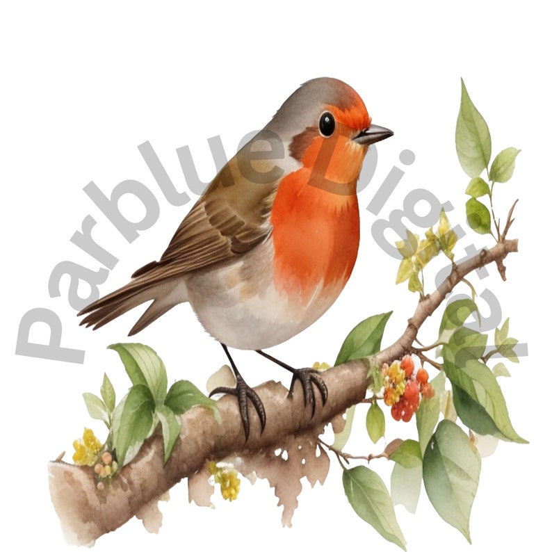 12 Robin Bird With Transparent Backgrounds Clip Art,high Quality Pngs ...
