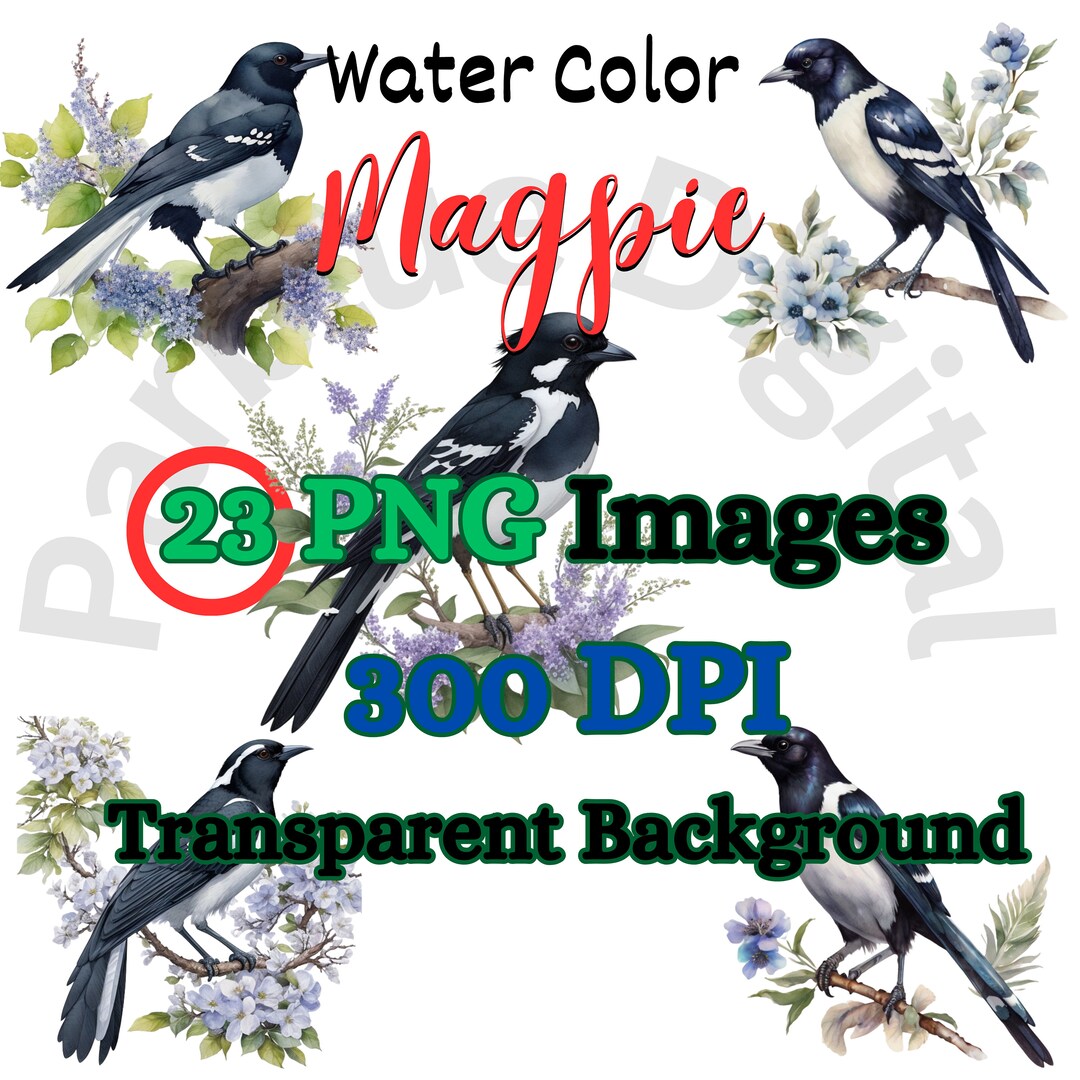 Magpie Bird With Transparent Background Clip Art,high Quality Png,black ...