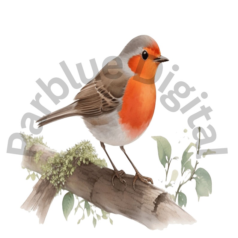 12 Robin Bird With Transparent Backgrounds Clip Art,high Quality Pngs ...