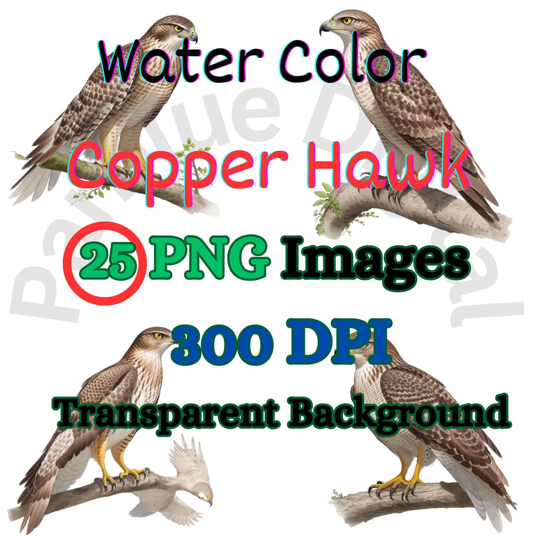 25 Copper Hawk Clipart With Transparent Background Clip Art,high ...