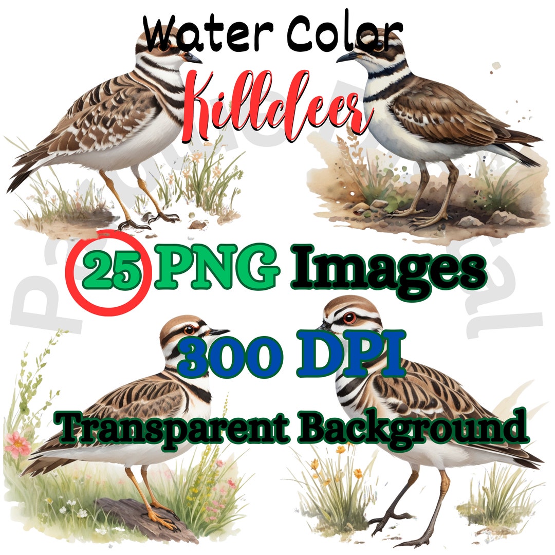 Killdeer Bird With Transparent Background Clip Art,high Quality Png ...