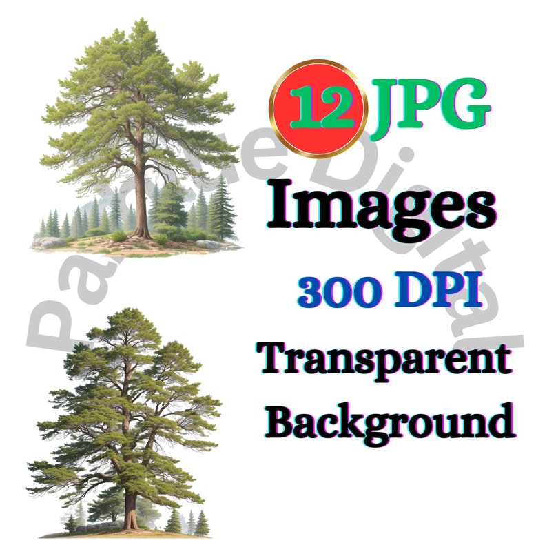 12 Cedar Tree With Transparent Background Clip Art,high Quality Png ...